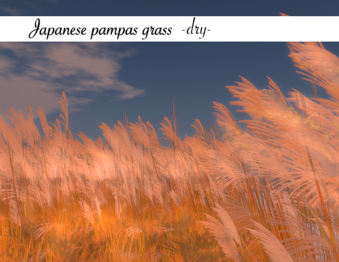 Second Life Marketplace - FN*Japanese pampas grass [dry]